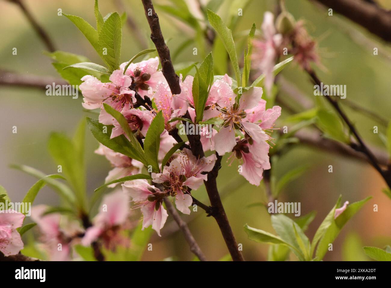 Tight pink flowers hi-res stock photography and images - Alamy