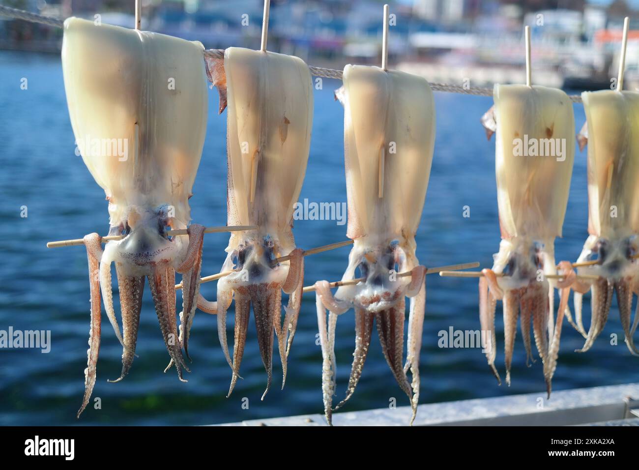 Dried squid drying on a rope in the east sea, korea Stock Photo - Alamy