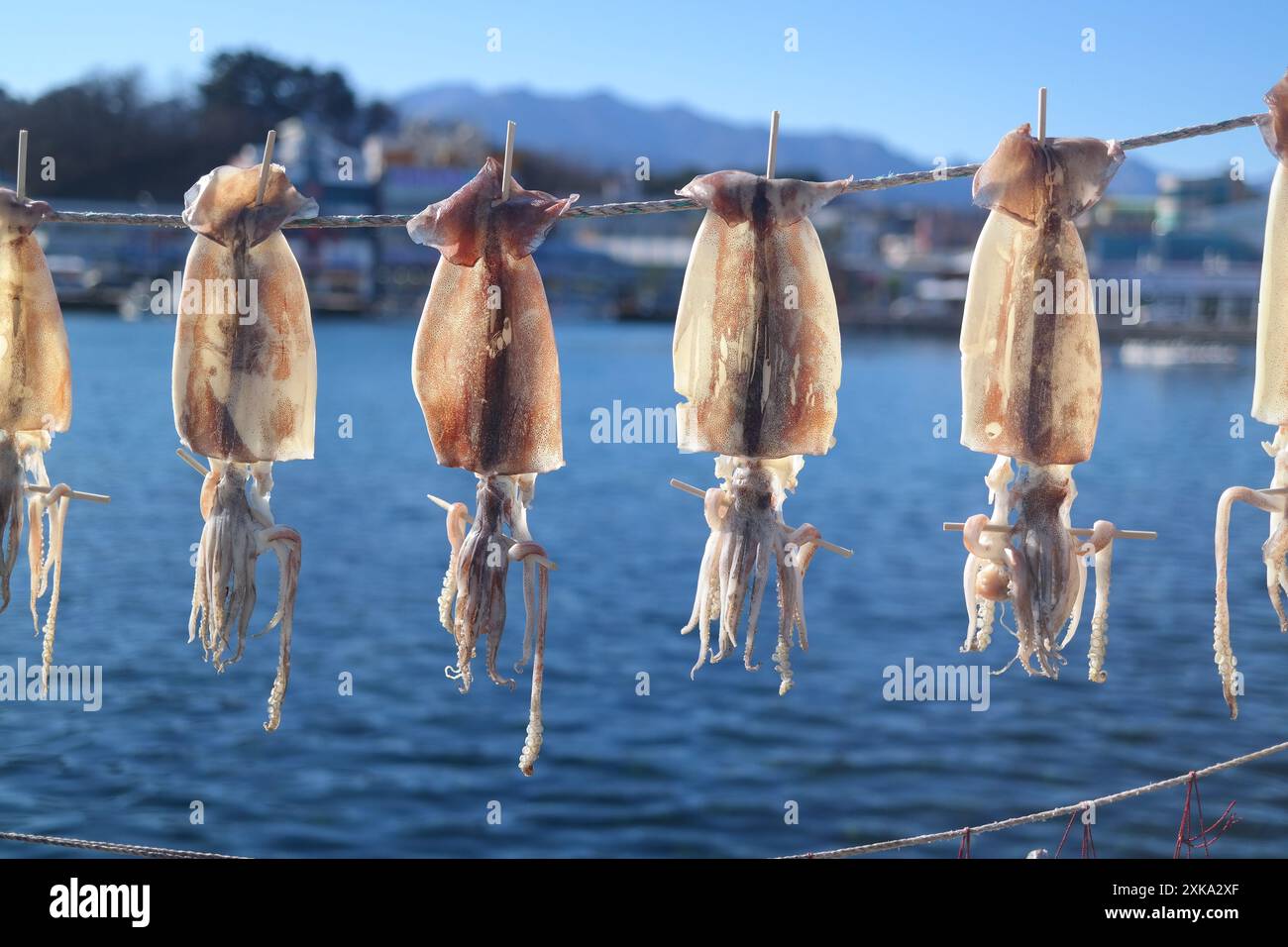 Dried squid drying on a rope in the east sea, korea Stock Photo - Alamy
