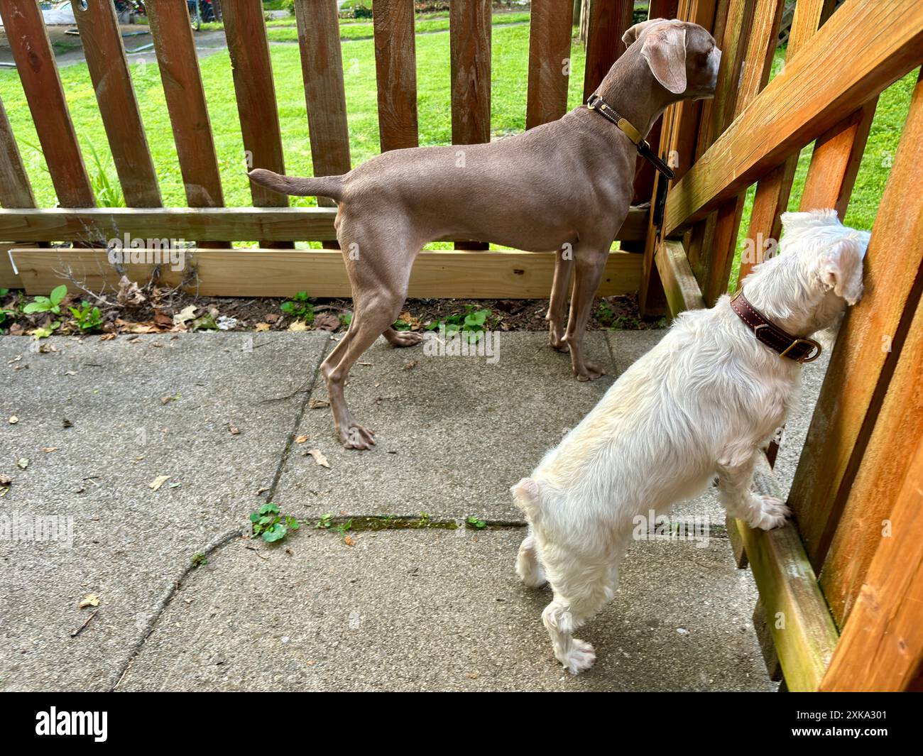Weimaraner and mini schnauzer peek through fence in backyard Stock ...