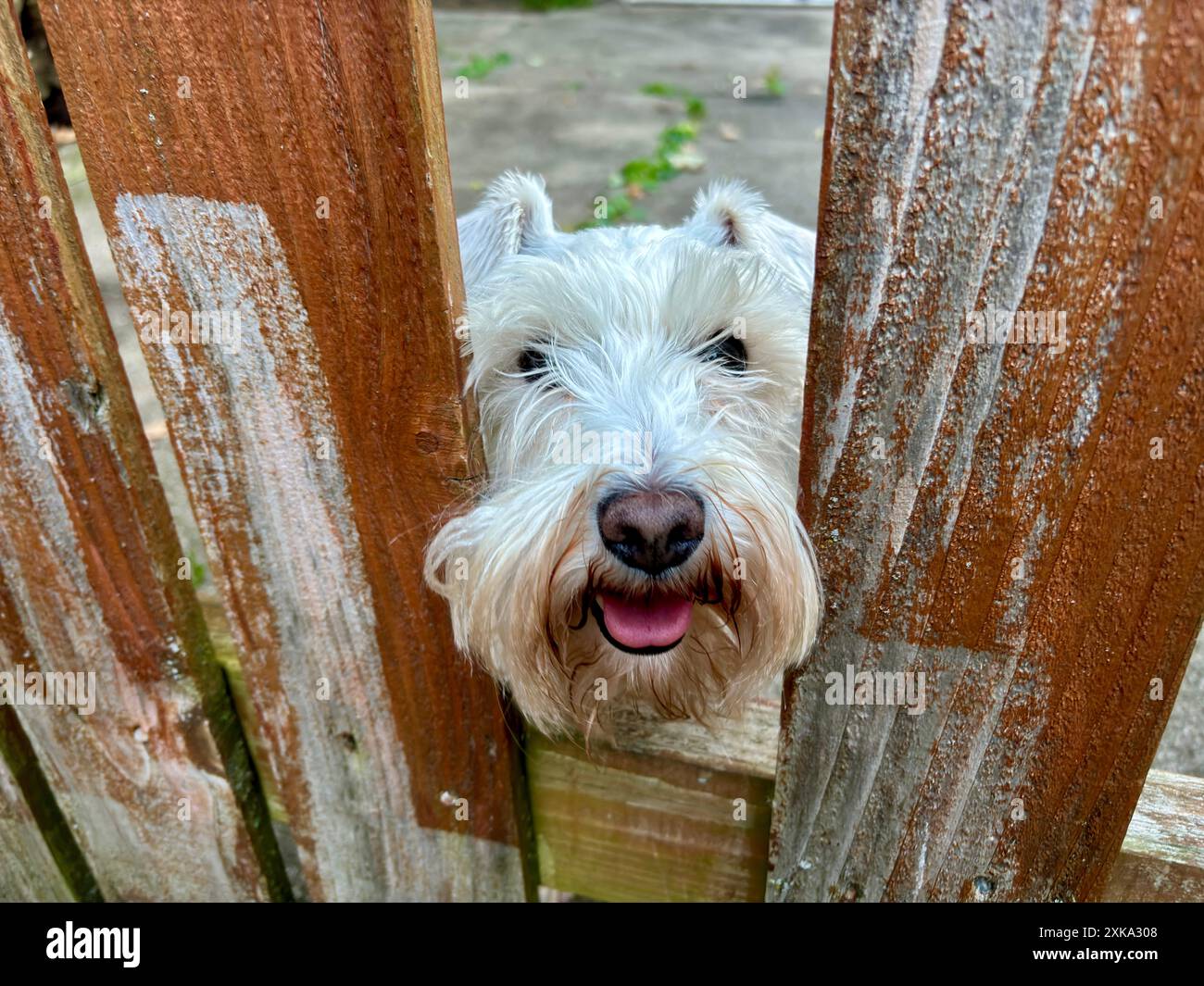 Miniature schnauzer peeking through wooden fence with happy expression ...