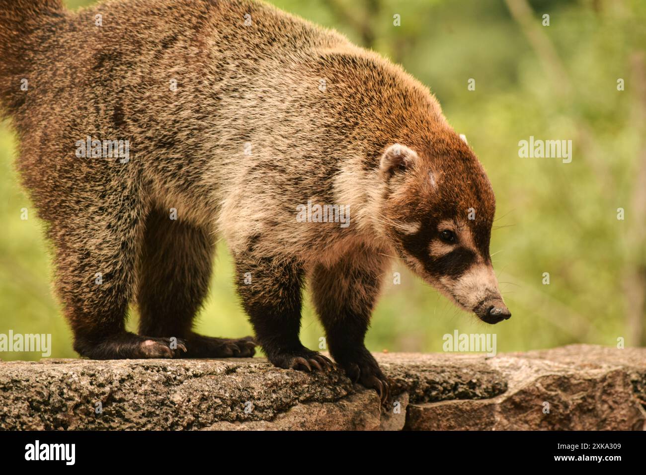 Coati wildlife in the Mexican rainforest on a stone Stock Photo - Alamy