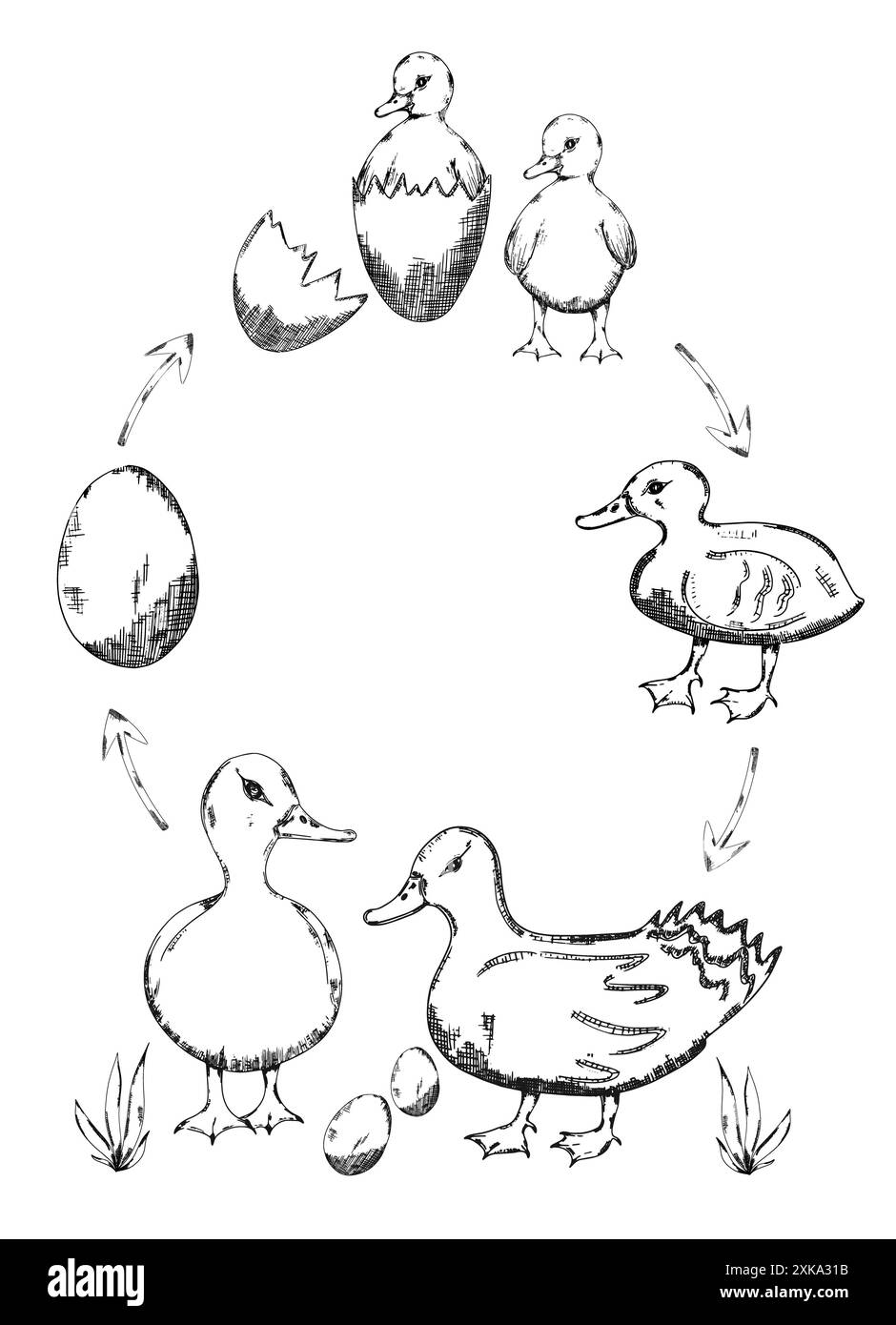Graphic farm duck life cycle illustration, animal growth stage sketch ...