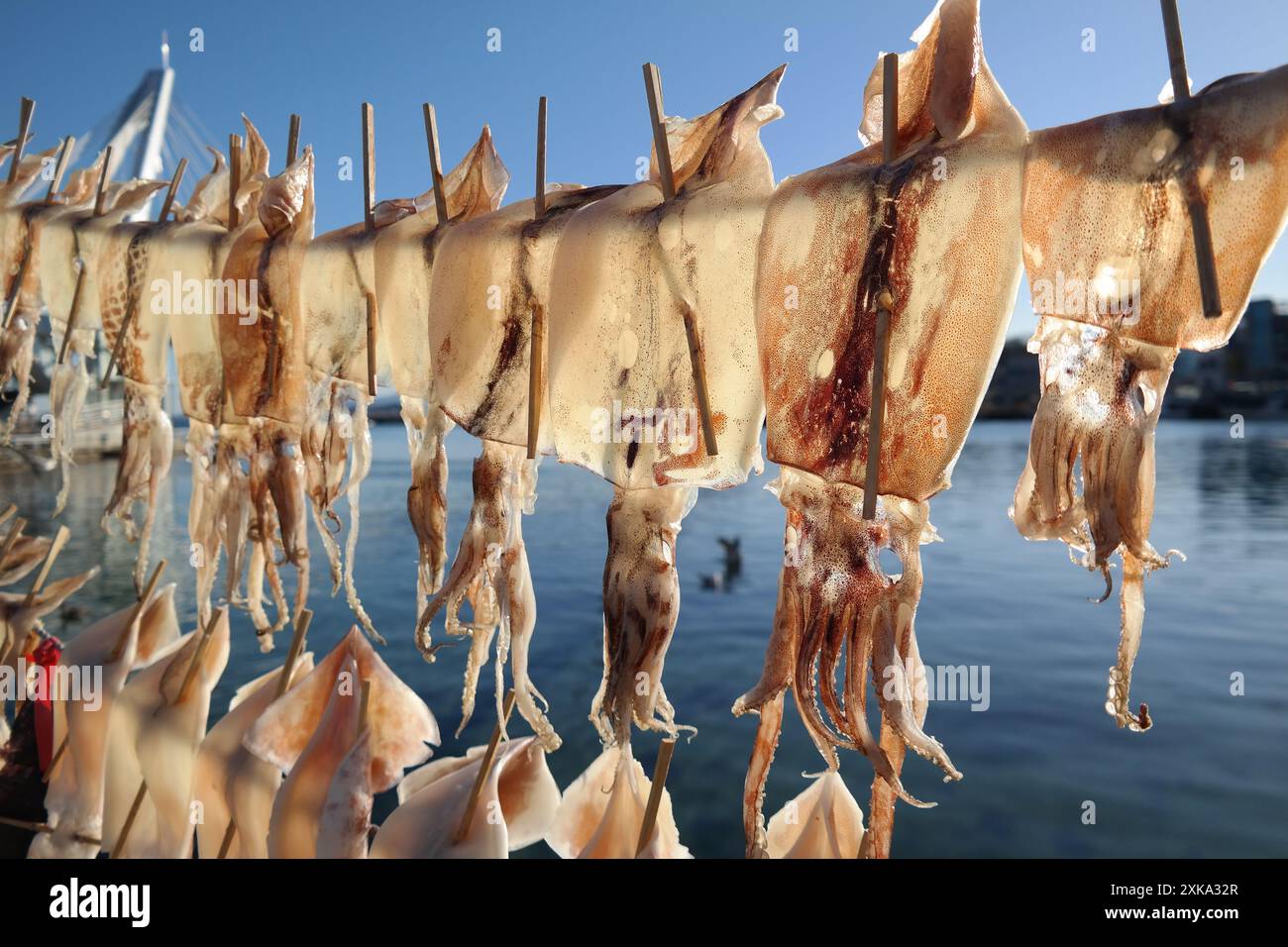 Dried squid drying on a rope in the east sea, korea Stock Photo - Alamy
