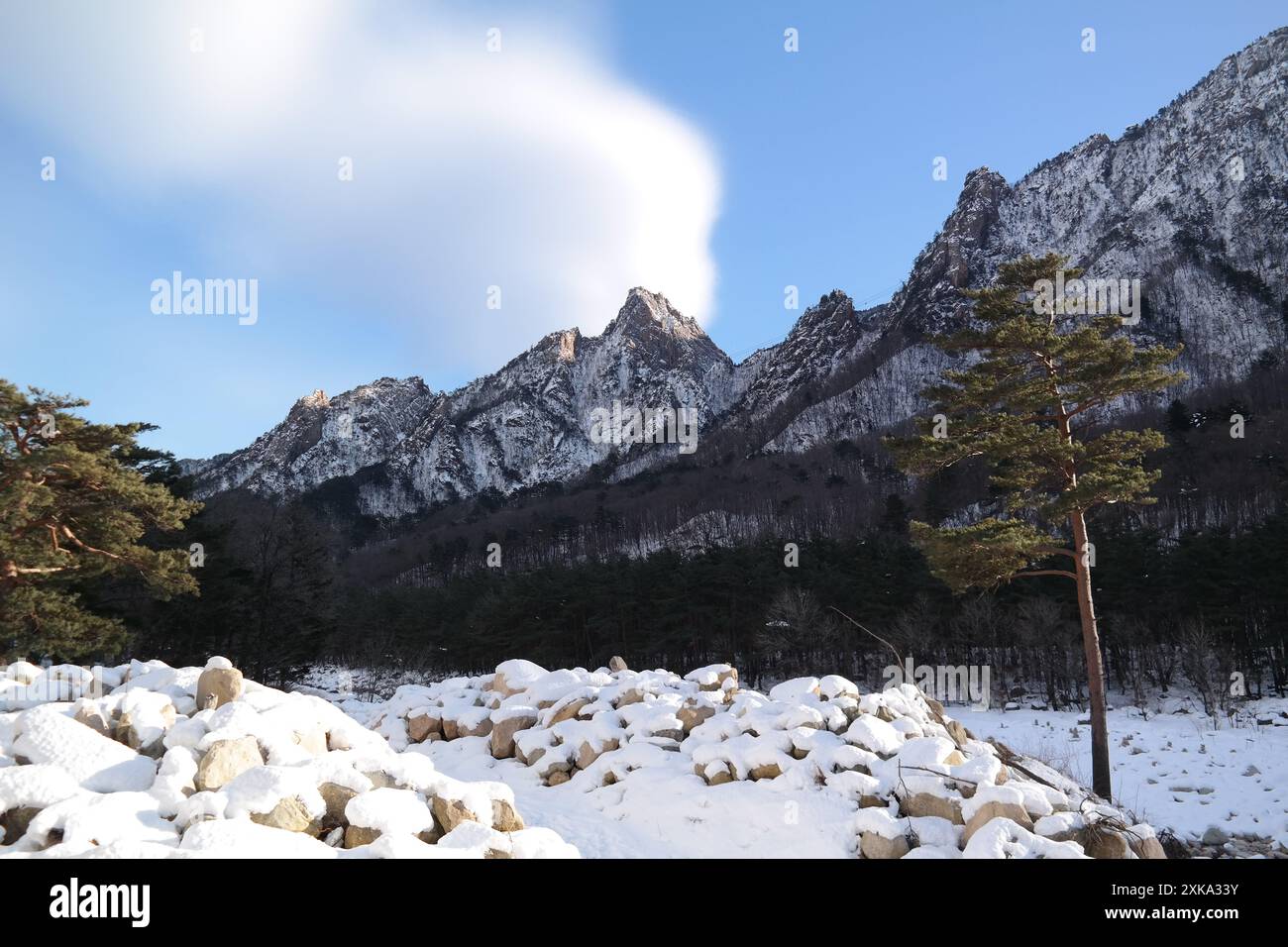 Mountain landscape with snow and pine trees in winter, South Korea ...