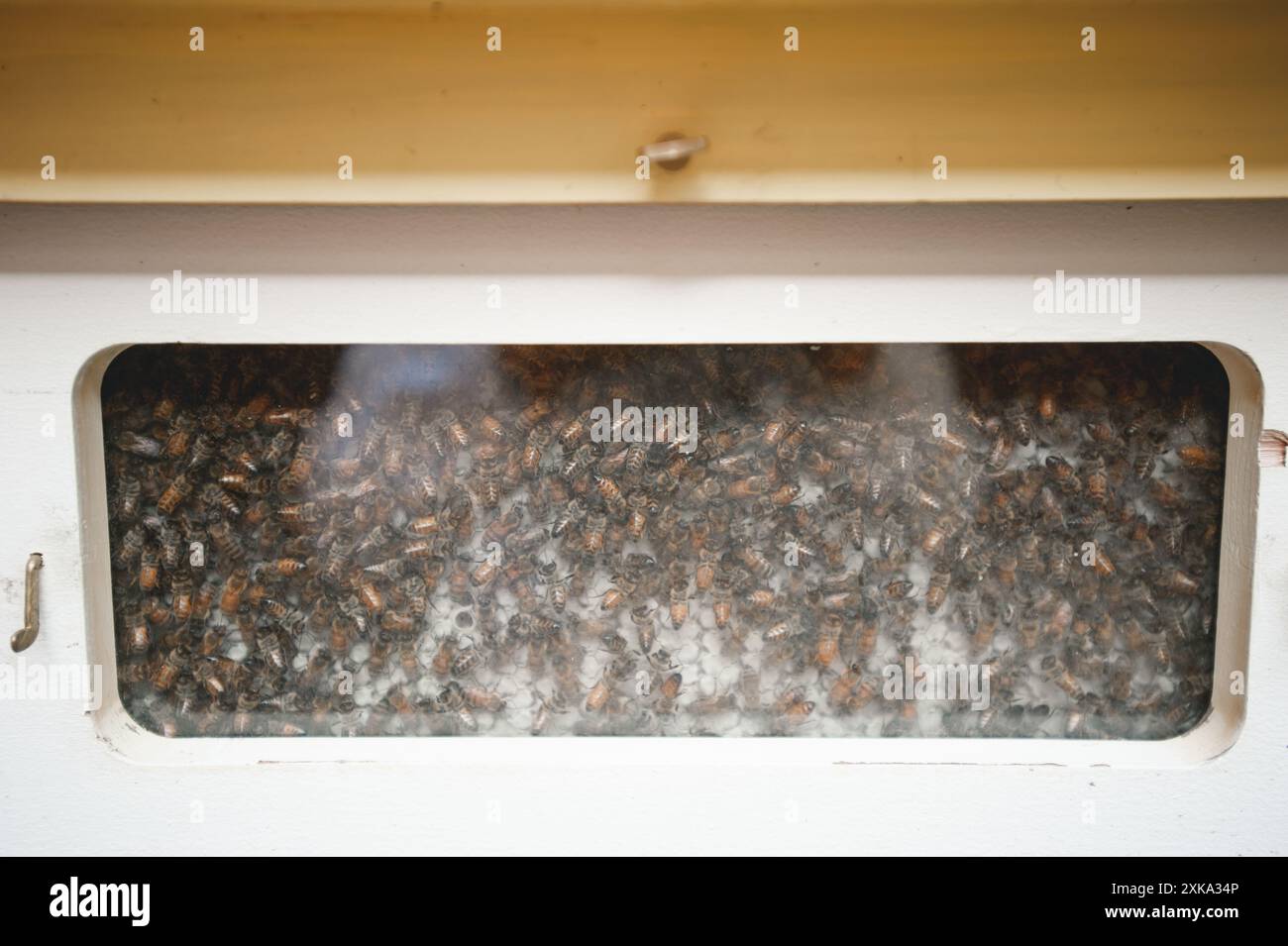 Honeybees working in their hive Stock Photo - Alamy