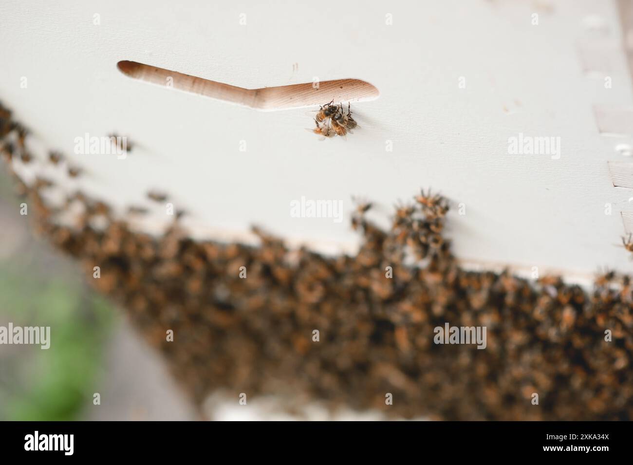 Honey bees working together around their hive Stock Photo - Alamy