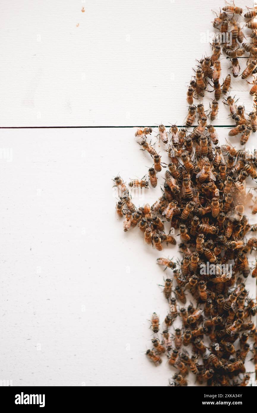 Honey bees moving and working around their hive Stock Photo - Alamy