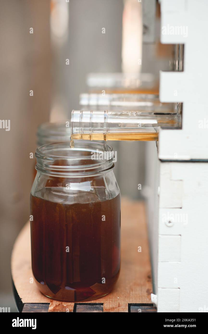 Harvesting fresh honey from a backyard hive Stock Photo - Alamy