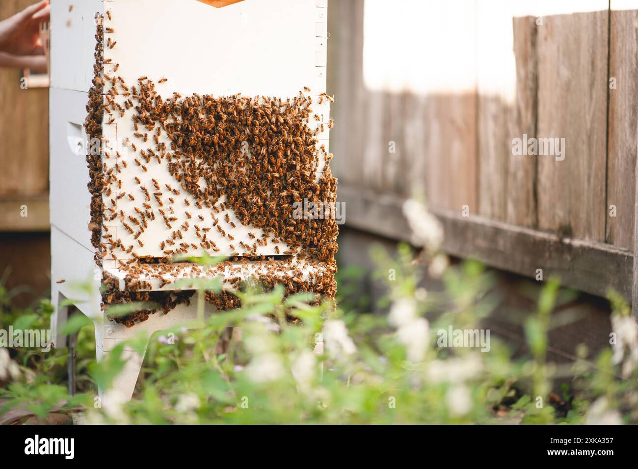 Honey bees moving around hive hi-res stock photography and images - Alamy