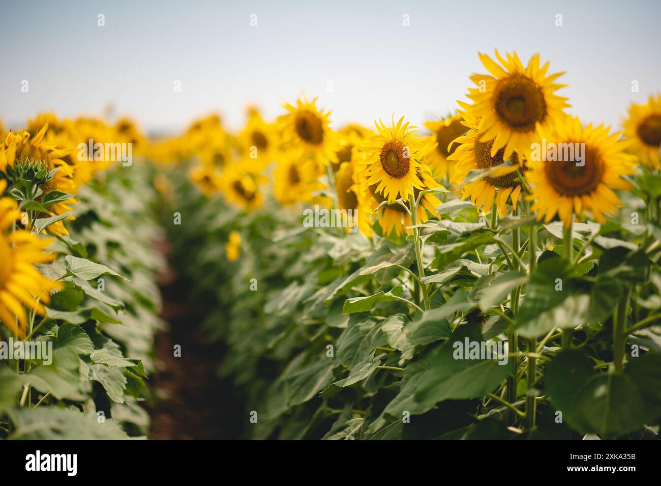 Vast field vibrant sunflowers hi-res stock photography and images - Alamy