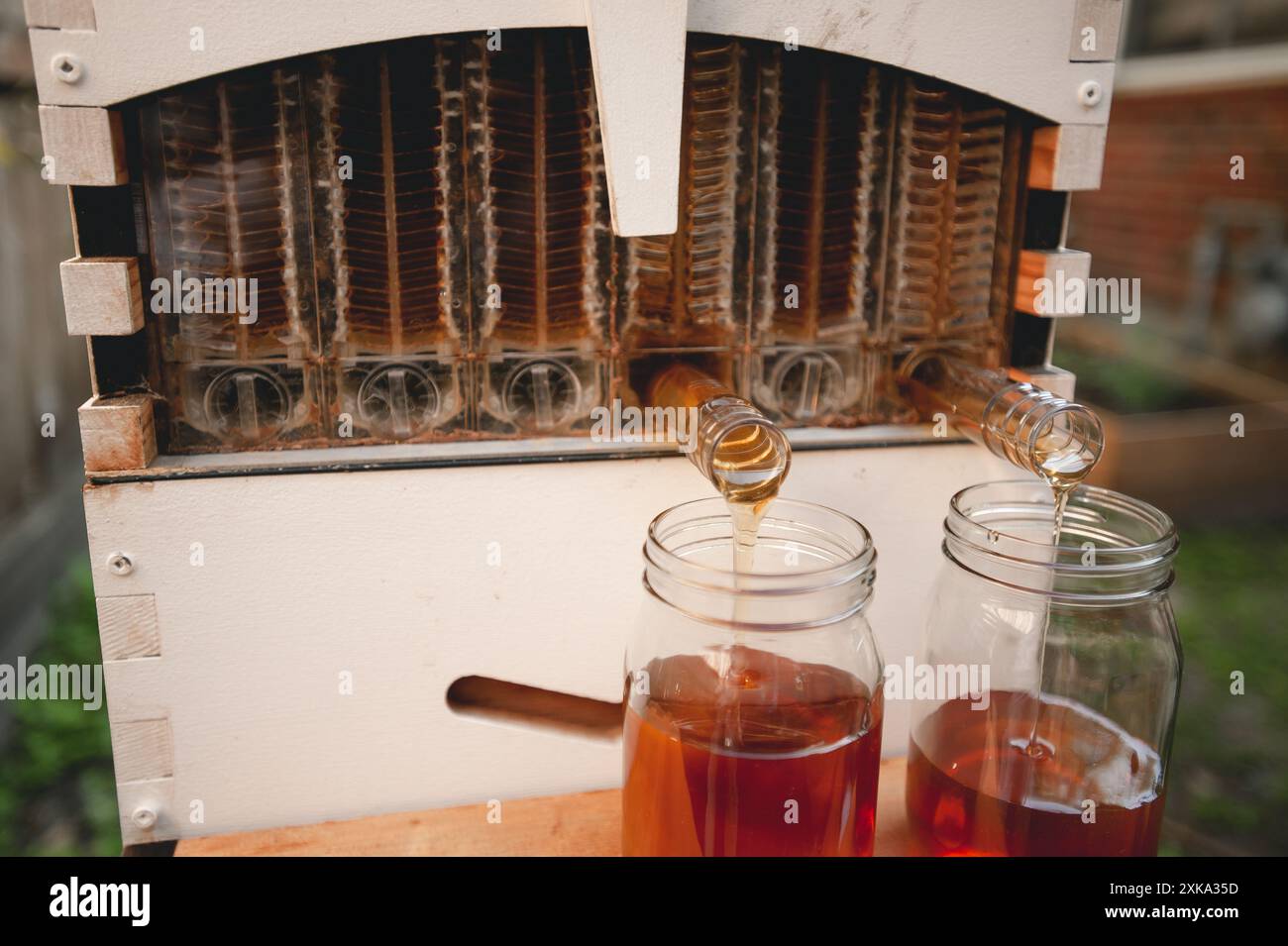 Bees during harvesting honey hi-res stock photography and images - Alamy