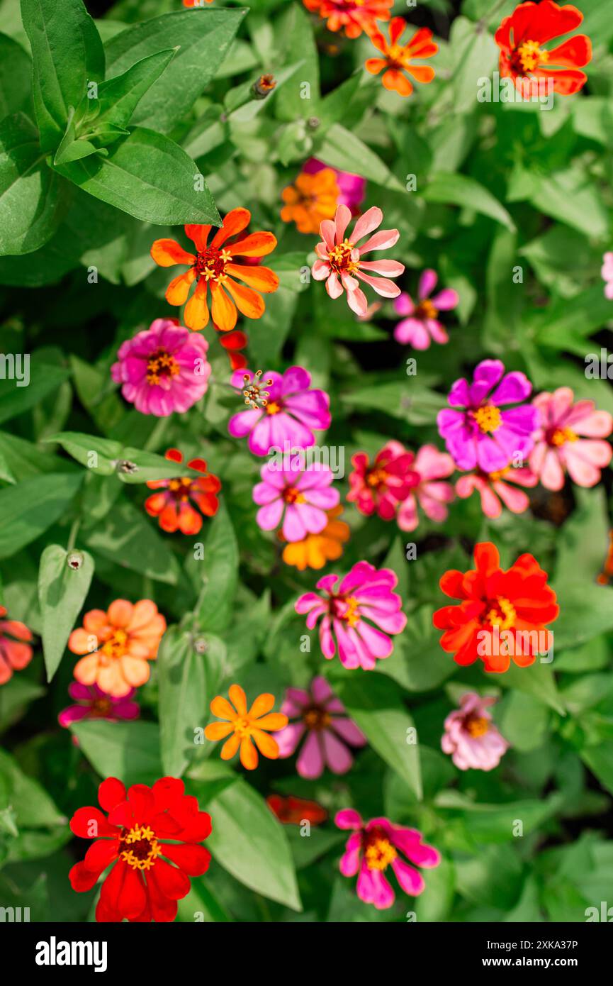 Backyard harvest of zinnia flowers in full sun Stock Photo - Alamy