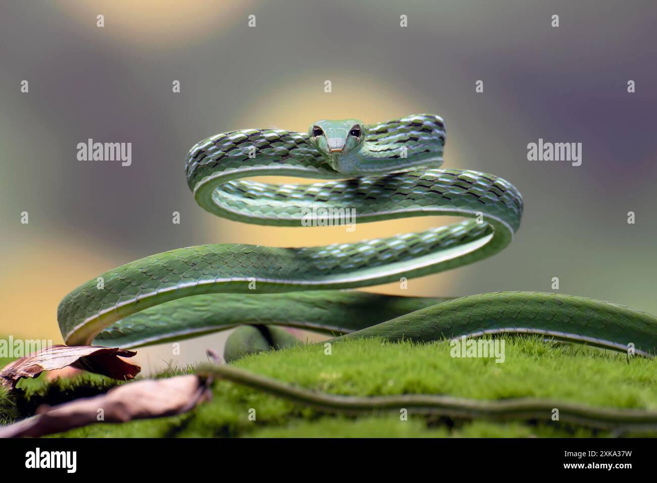 Green vine snake ready to attack Stock Photo - Alamy
