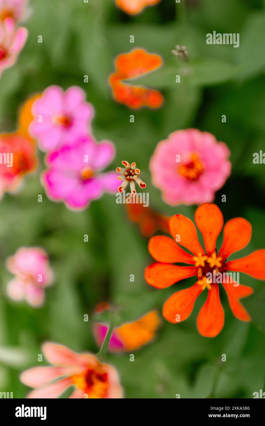 Bloom fully opened hi-res stock photography and images - Alamy