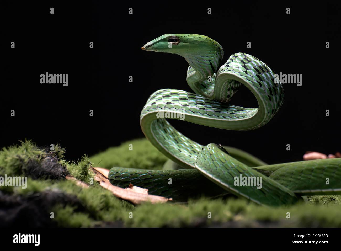 Closeup beautiful green snake hi-res stock photography and images - Alamy