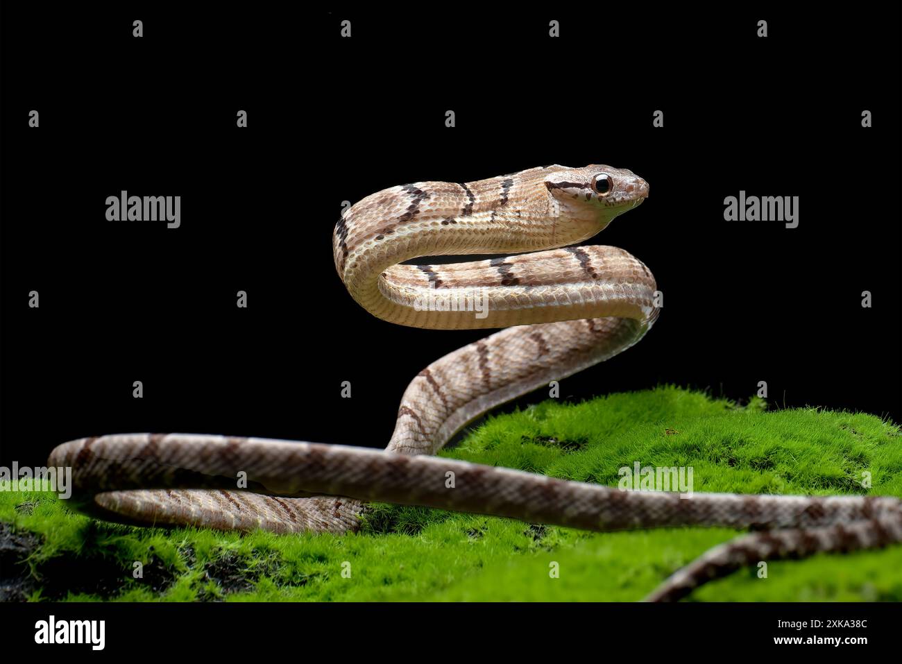 Dog-toothed Cat Snake in attack position Stock Photo - Alamy