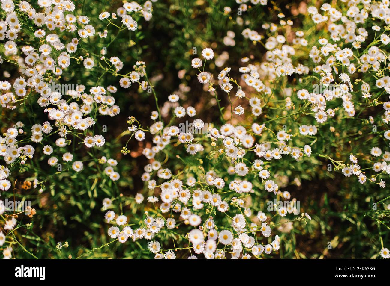 Close up delicate white wildflowers hi-res stock photography and images ...