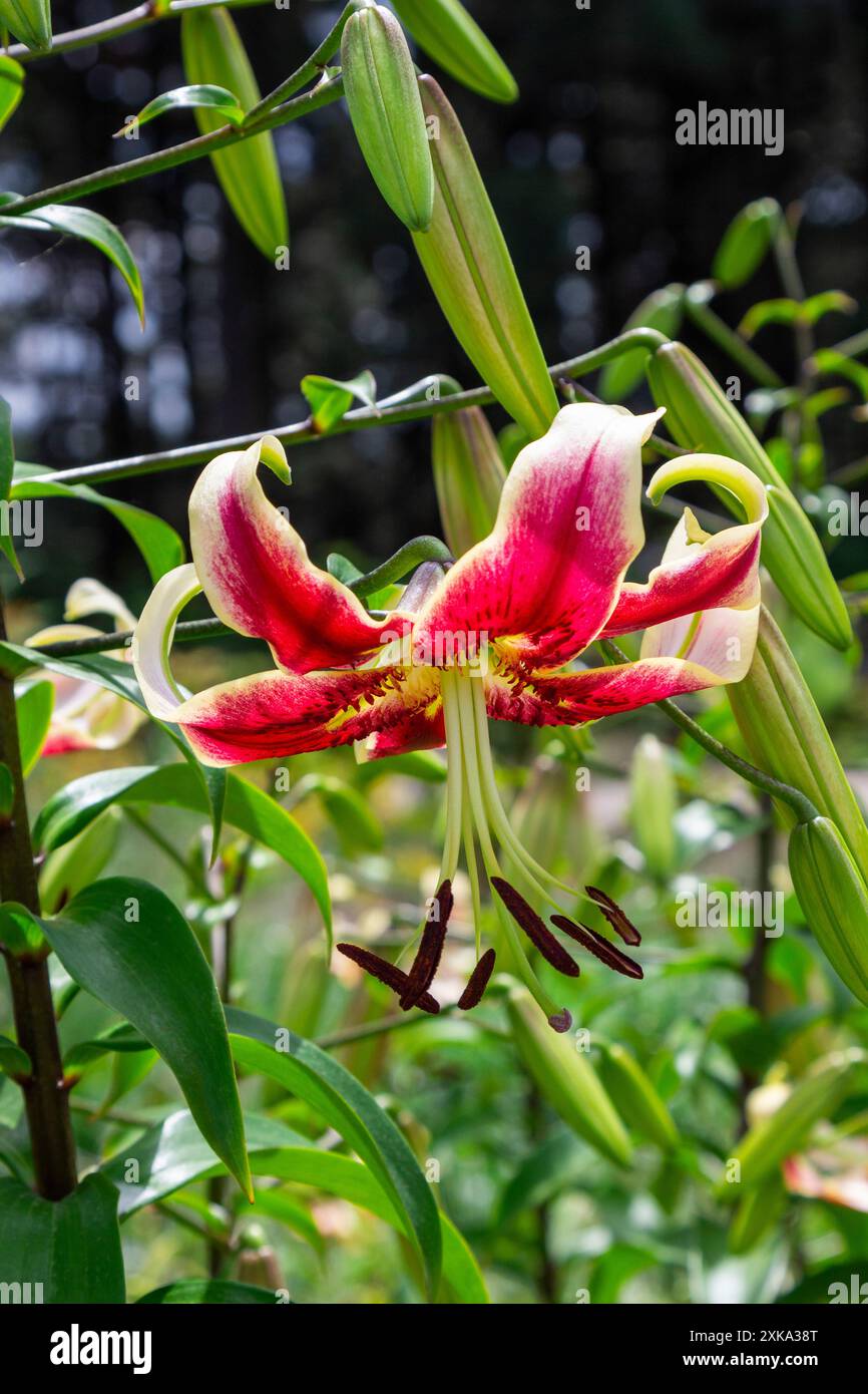 Pink roses and lilly buds hi-res stock photography and images - Alamy