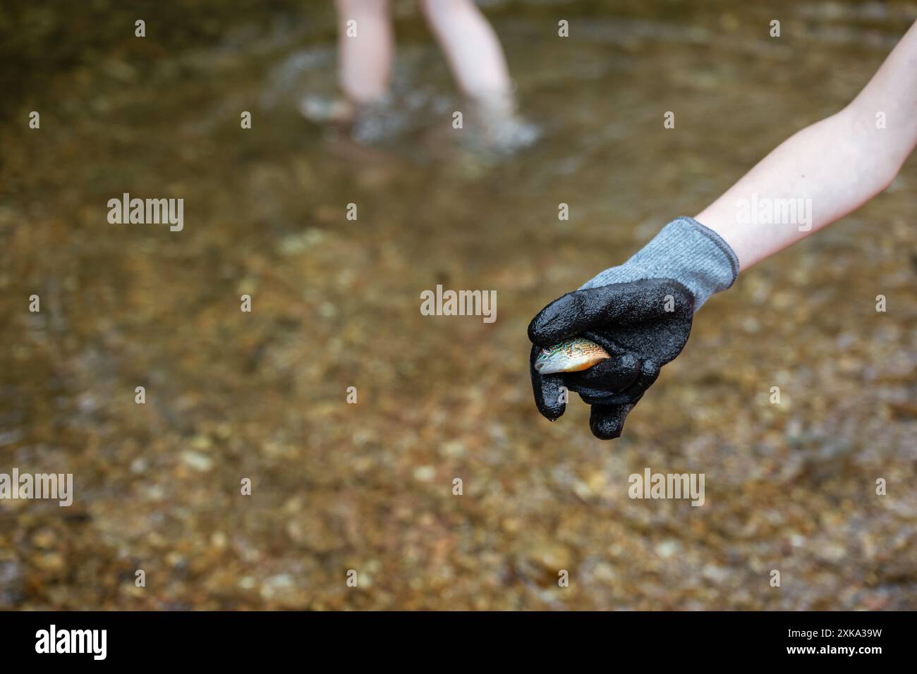 Gloved hand holding small sun fish caught in river Stock Photo - Alamy