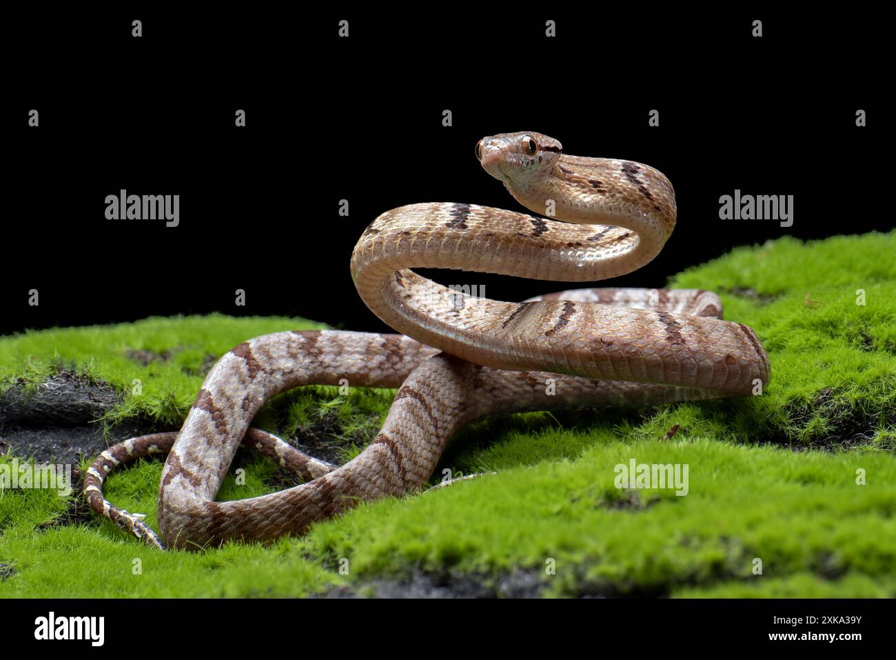 Dog-toothed Cat Snake in attack position Stock Photo - Alamy