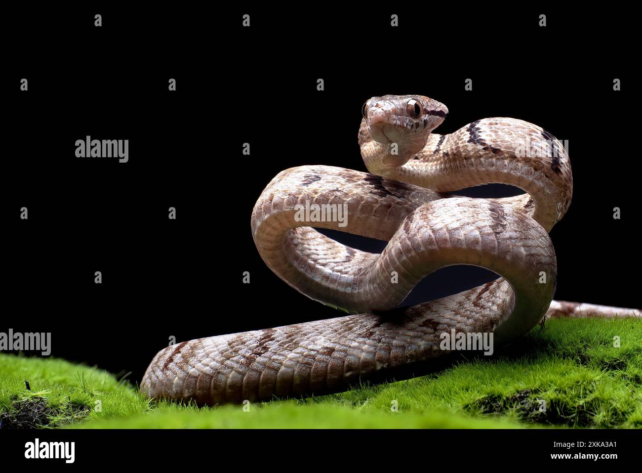Dog-toothed Cat Snake in attack position Stock Photo - Alamy