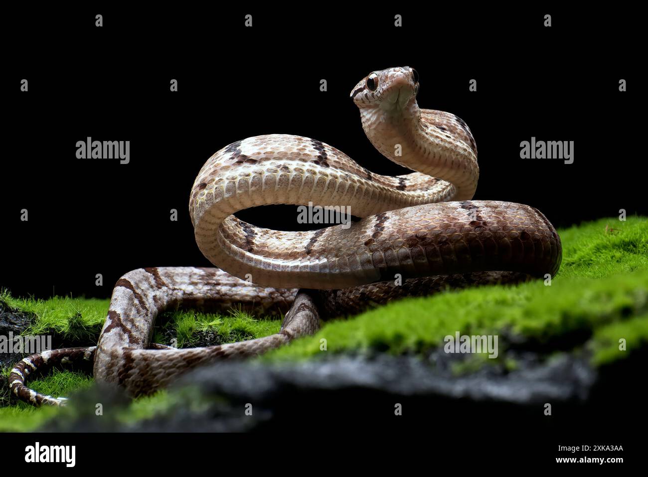 Dog-toothed Cat Snake in attack position Stock Photo - Alamy