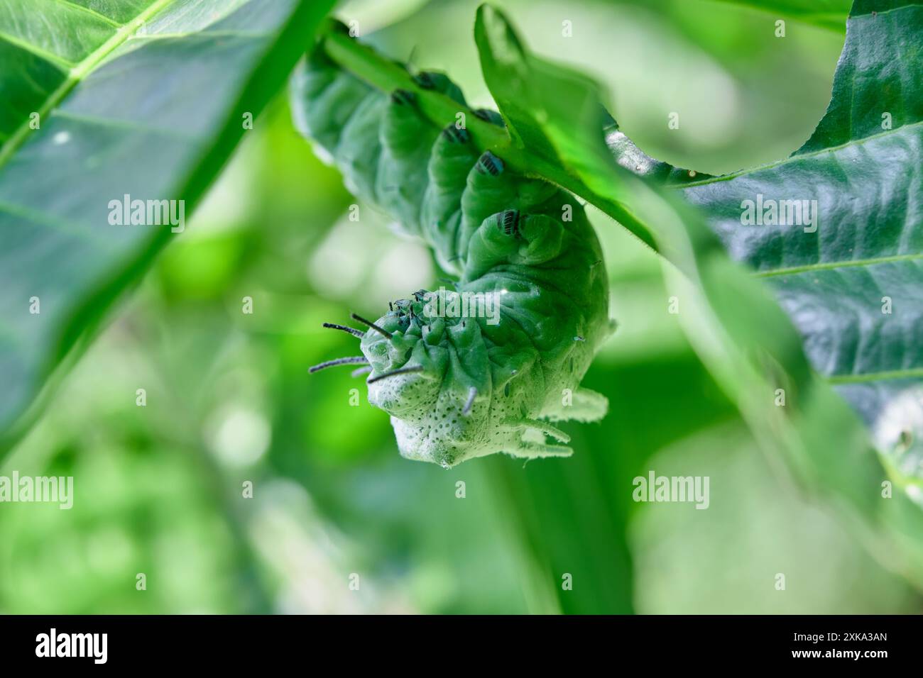 Close-up view of Atlas Moth Caterpillar (Attacus Atlas) on green leaf ...