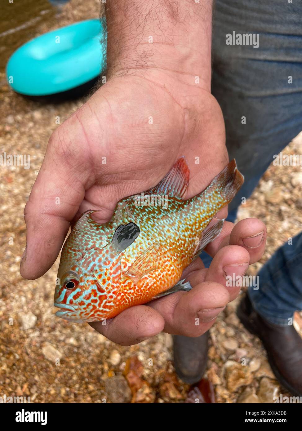 Man holding deformed bluegill fish on riverbank Stock Photo - Alamy