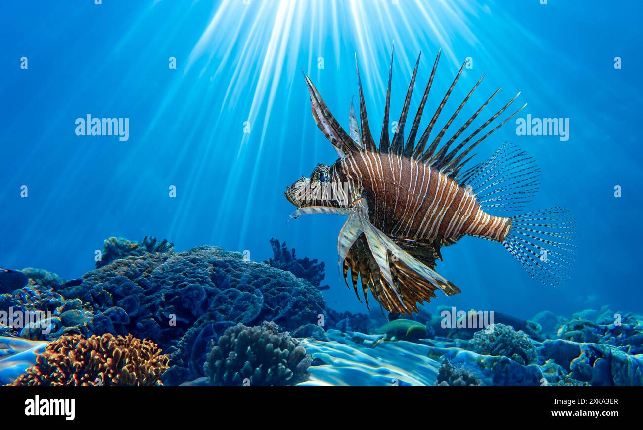 Zebrafish hi-res stock photography and images - Alamy