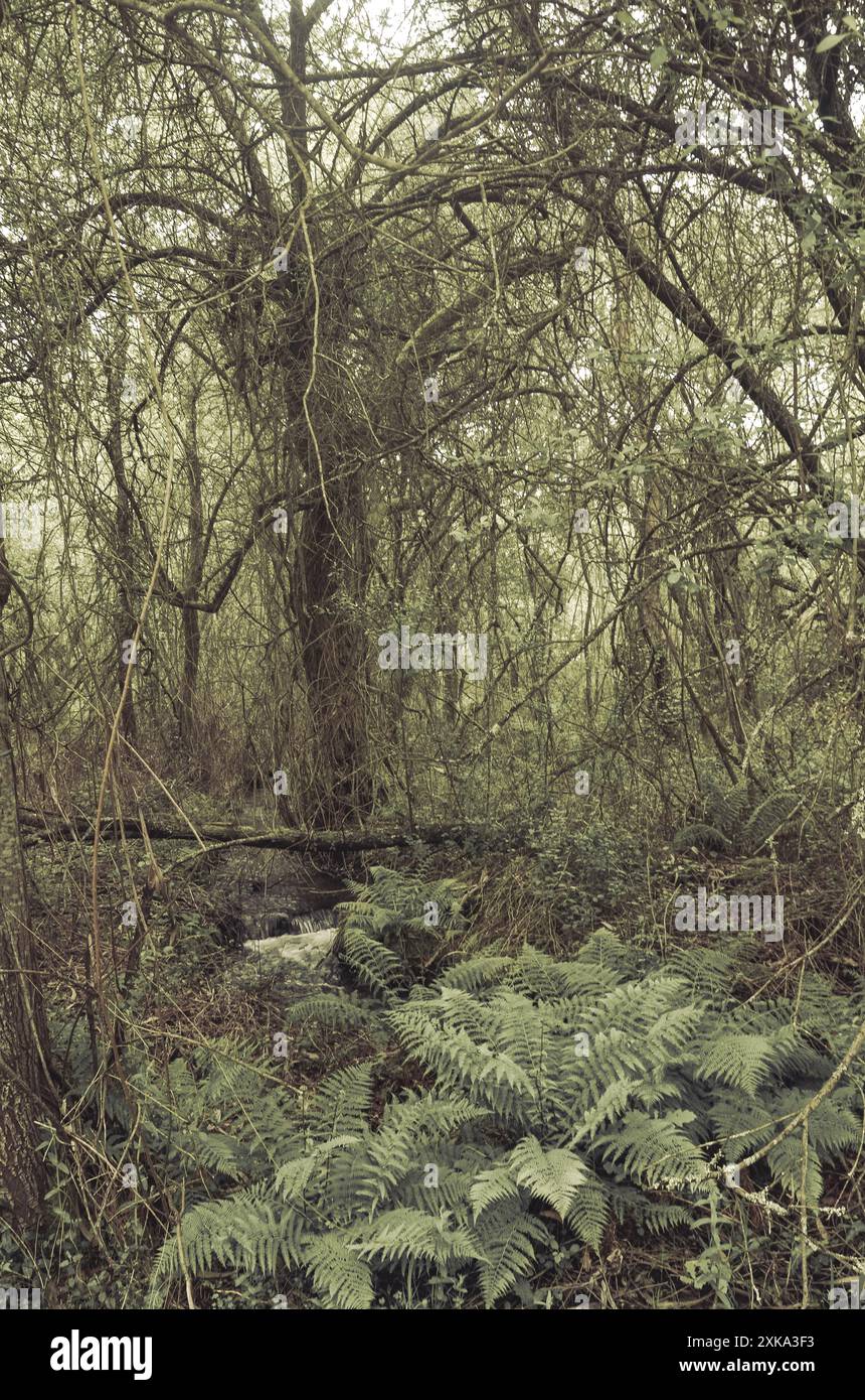 Textures, leaves and branches close the path through the forest Stock ...