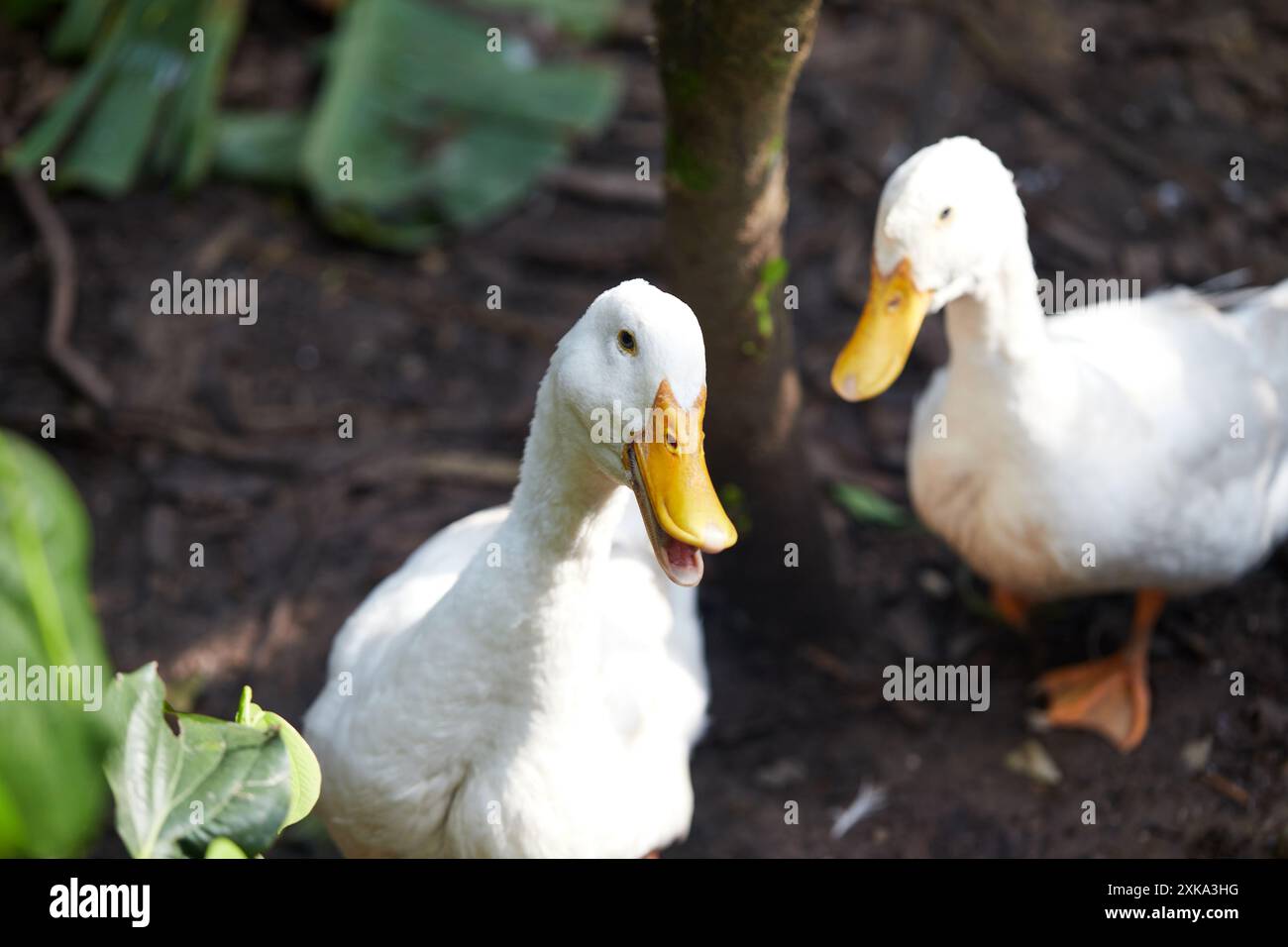 Close-up view of white duck on field Stock Photo - Alamy