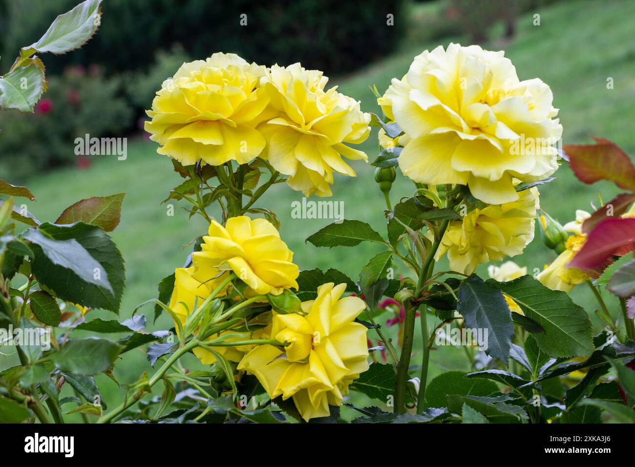 Decorative green bright bushes hi-res stock photography and images - Alamy