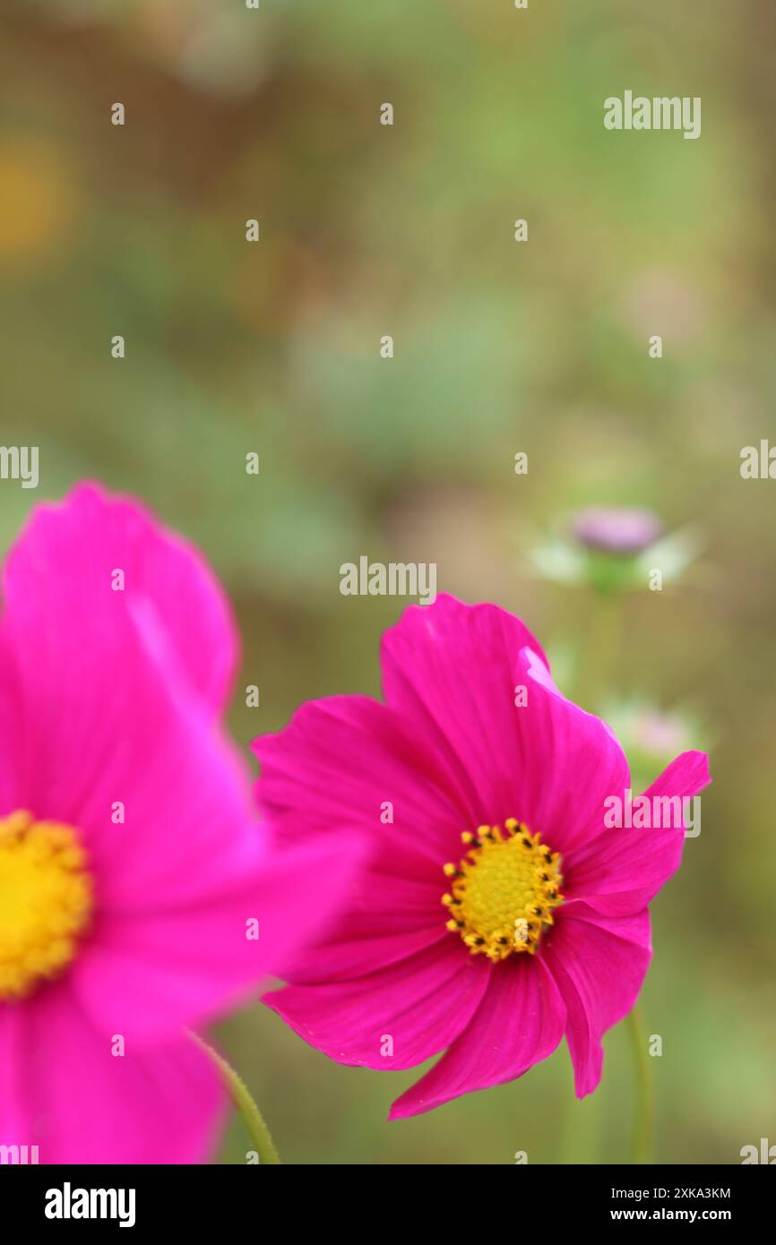 Vibrant Hot Pink Cosmo Flower Bloom Stock Photo - Alamy