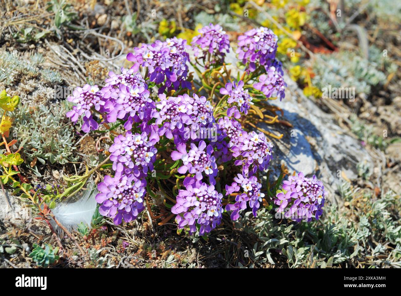 Beautiful little violet flowers hi-res stock photography and images - Alamy
