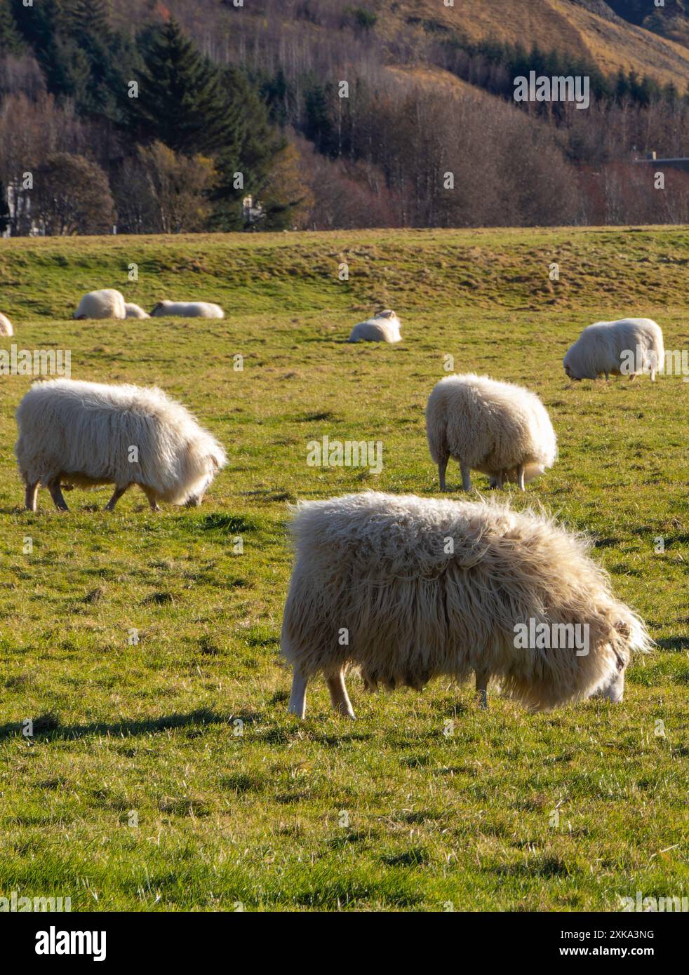 A herd of sheep grazing in a grassy field. The sheep are all different ...