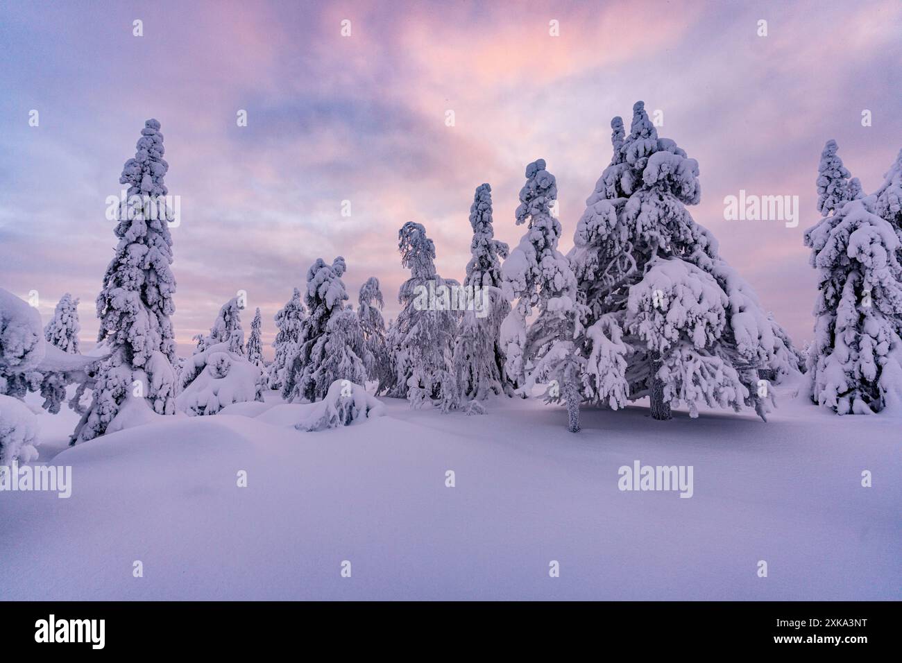 Trees in nordic countries hi-res stock photography and images - Alamy