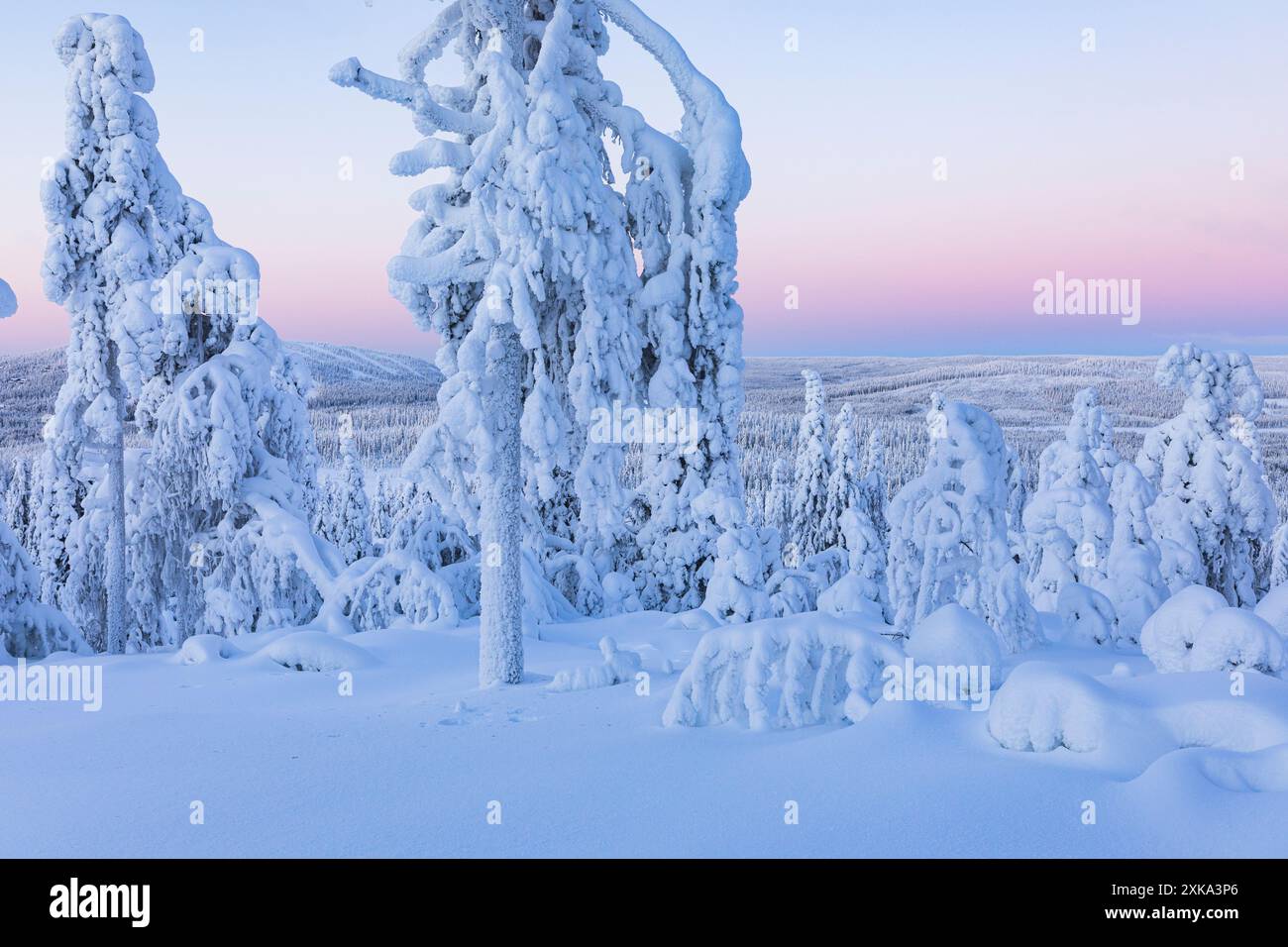 Ice sculptures wrapped in snow at dawn, Lapland, Finland Stock Photo ...