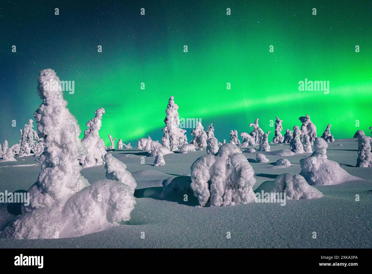 Frozen trees in boreal hi-res stock photography and images - Alamy