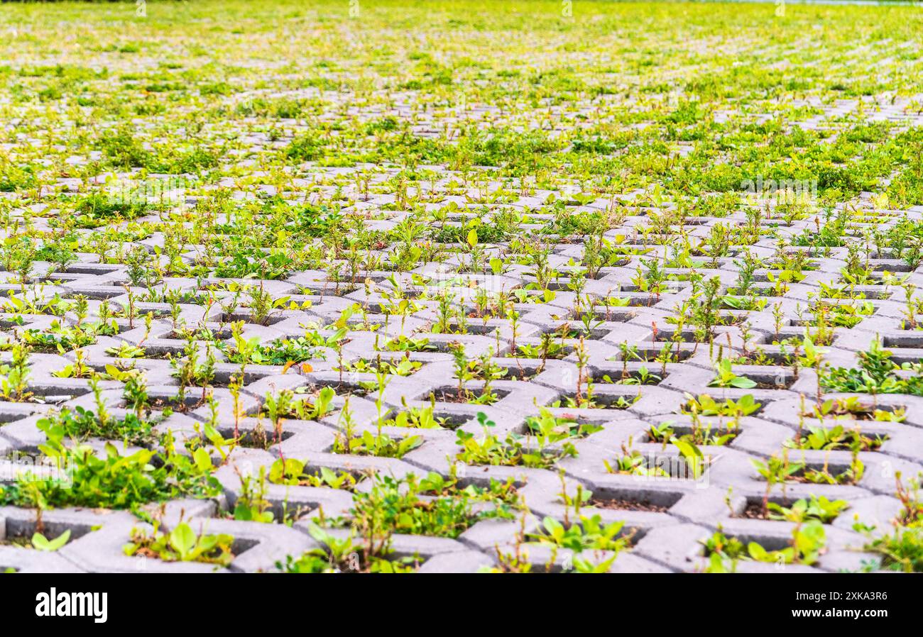 Green grass growing through the cobble stones, outdoor garden flooring ...