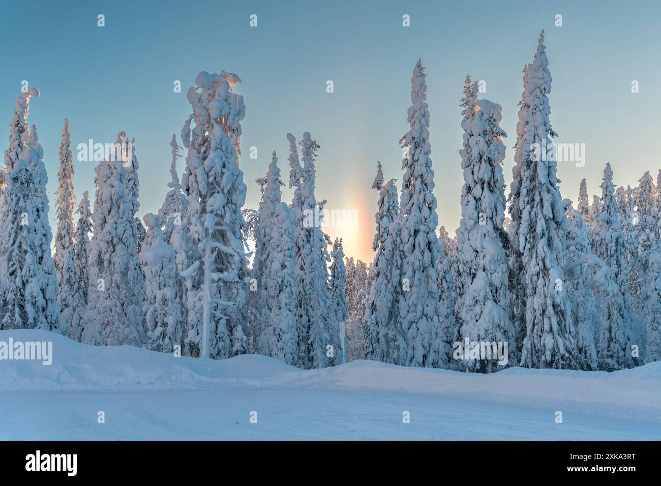 Frozen snowy forest under an idyllic rainbow pillar, Finnish Lapland ...