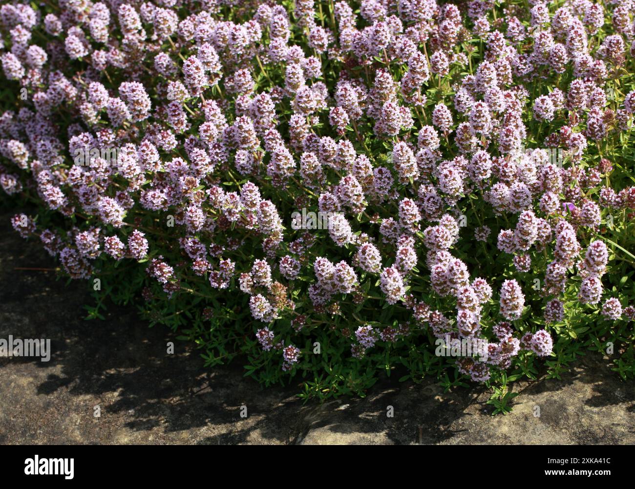 Thyme, Thymus sibthorpii, Lamiaceae. Balkan Peninsula and Turkey ...