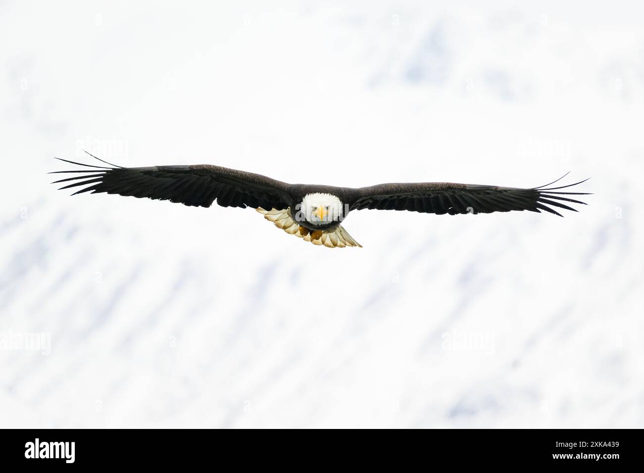 Bald Eagle Flying toward camera with snow covered mountains Stock Photo ...