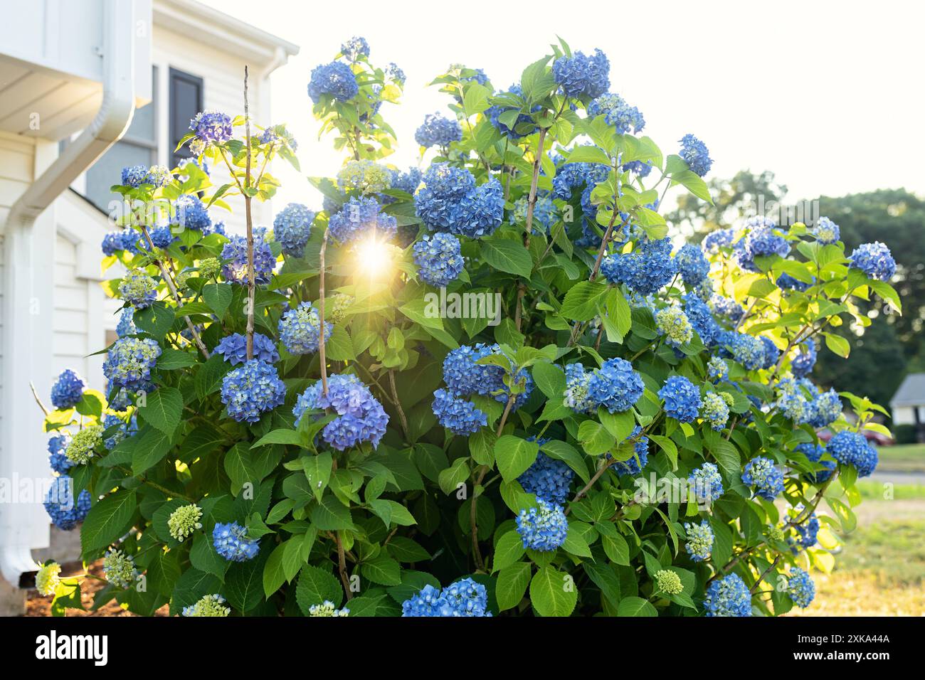 A blue hydrangea plant blooming in early summer Stock Photo - Alamy