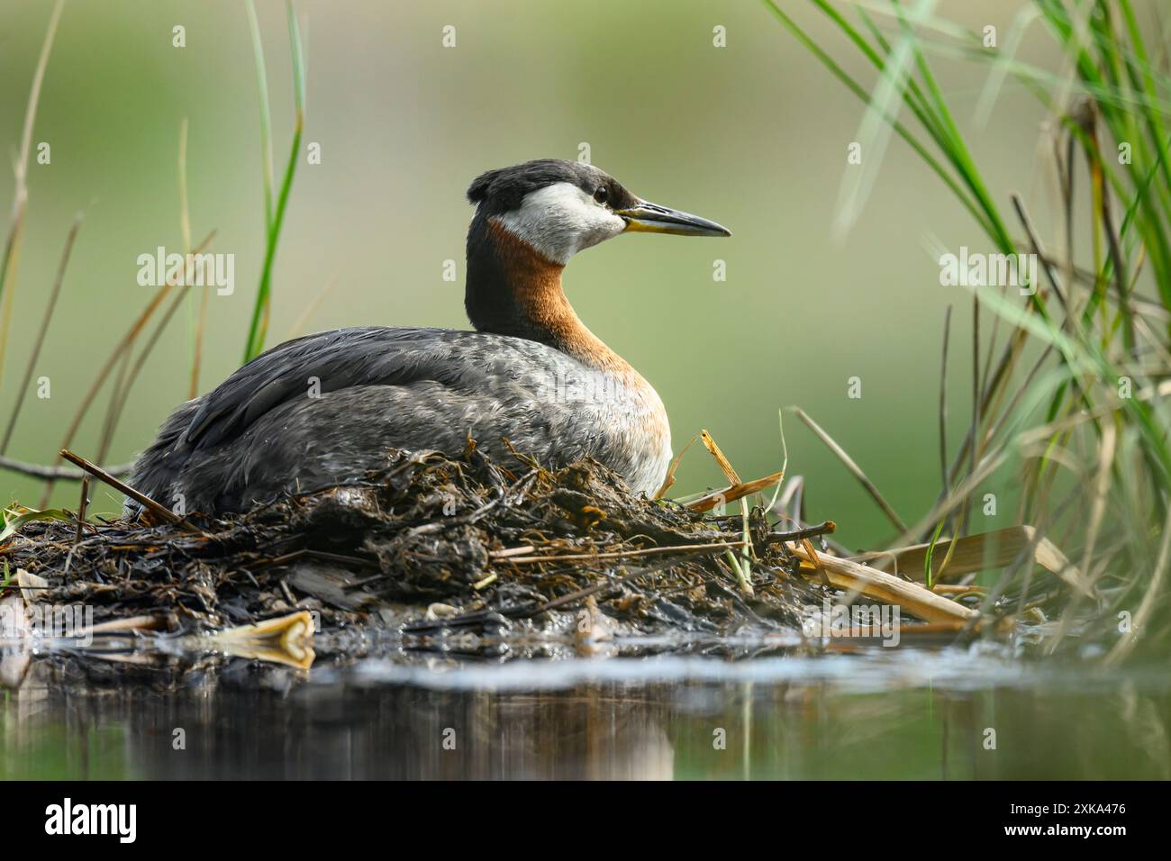 red-necked grebe on nest in wetland Stock Photo - Alamy