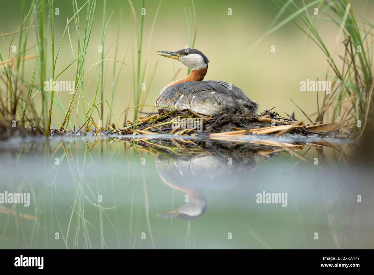 red-necked grebe on floating nest with reflection Stock Photo - Alamy