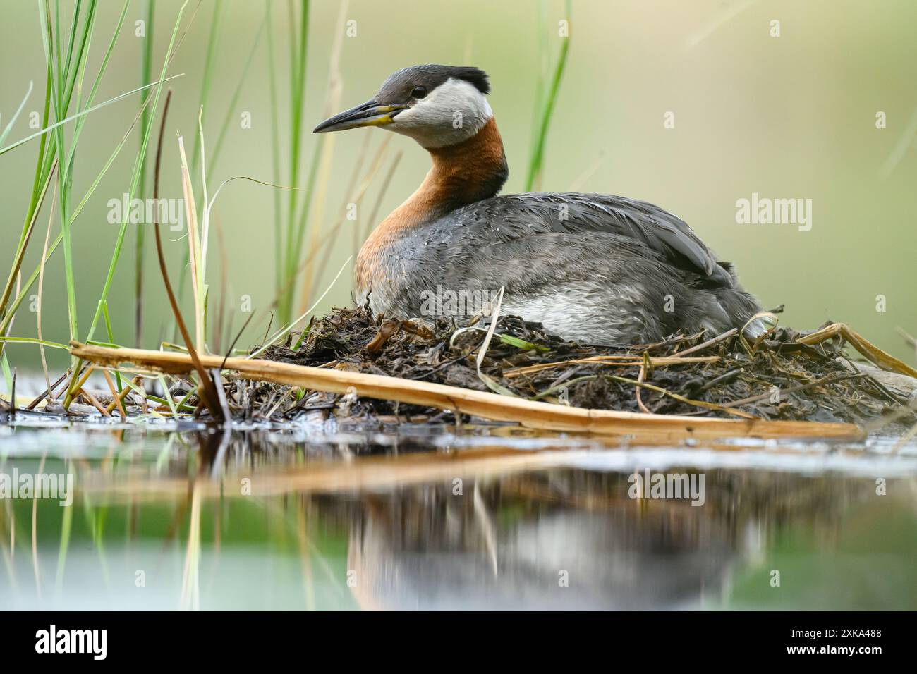 red-necked grebe on nest in wetland Stock Photo - Alamy