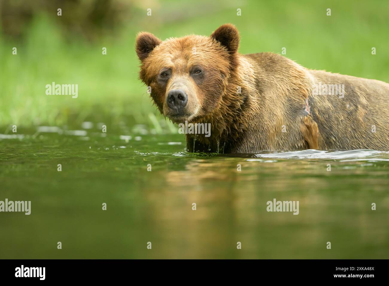 Large male grizzly;y bear standing chest deep in water Stock Photo - Alamy