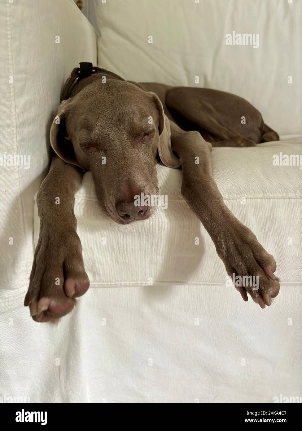 Weimaraner sleeping on white couch with paws stretched out Stock Photo - Alamy