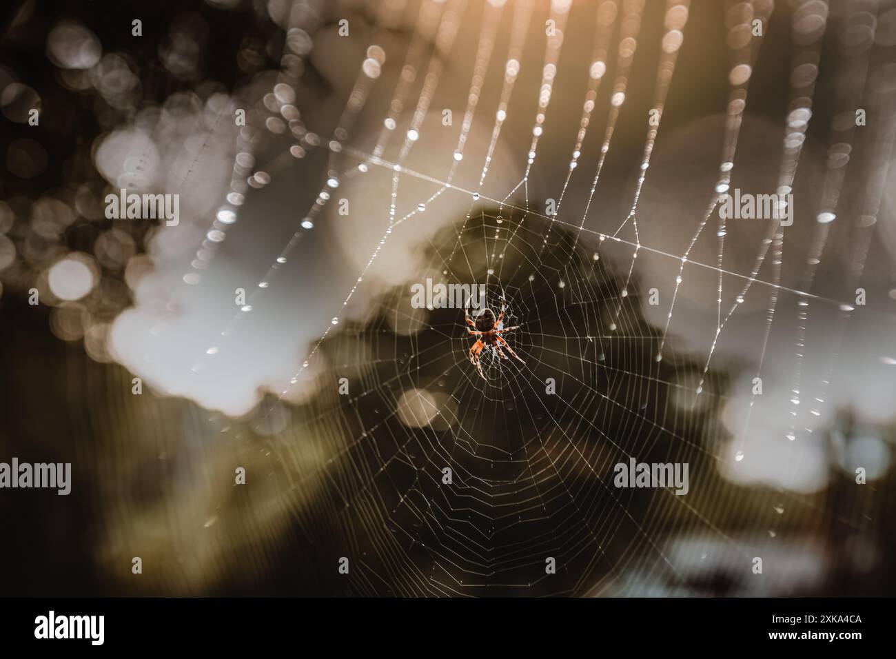 Multiple exposure of spider in web sparkling with dew Stock Photo - Alamy